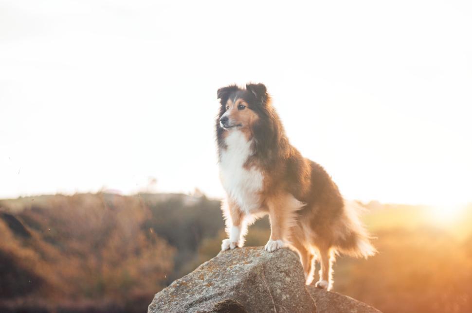 Free Stock Photo of Dog standing on rock, enjoying outdoor scenery ...
