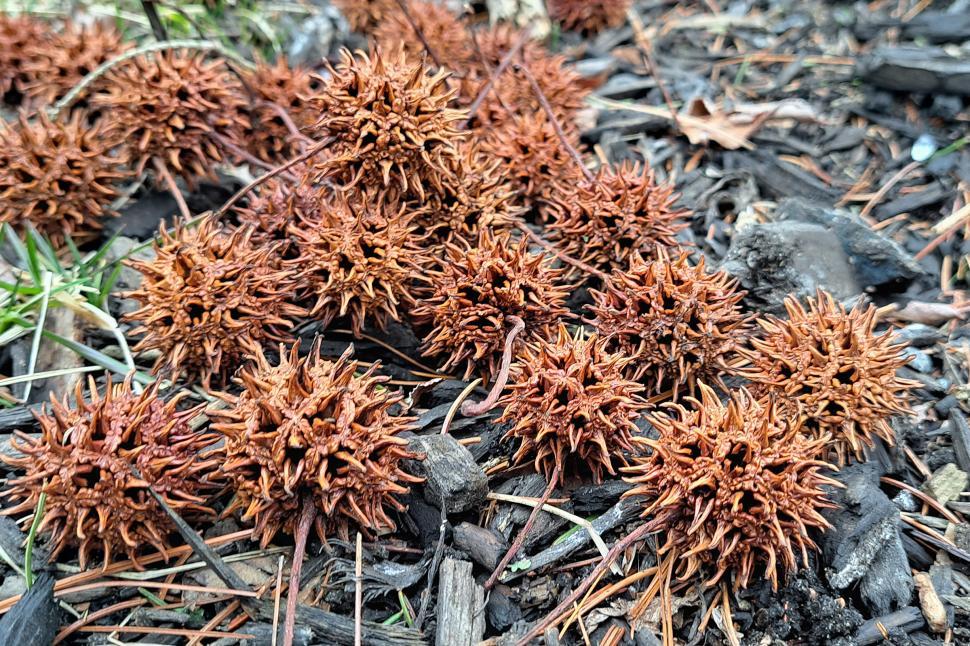 Free Stock Photo of American Sweet Gum Tree Seed Pods | Download Free ...