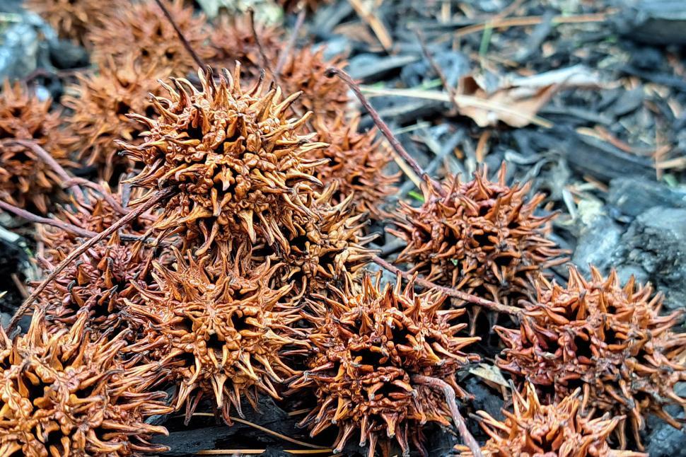 Free Stock Photo of Prickly Sweet Gum Tree Seed Pods | Download Free ...