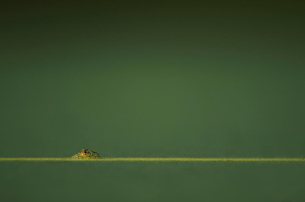Free Stock Photo of Eye of a hidden frog just visible above calm green ...