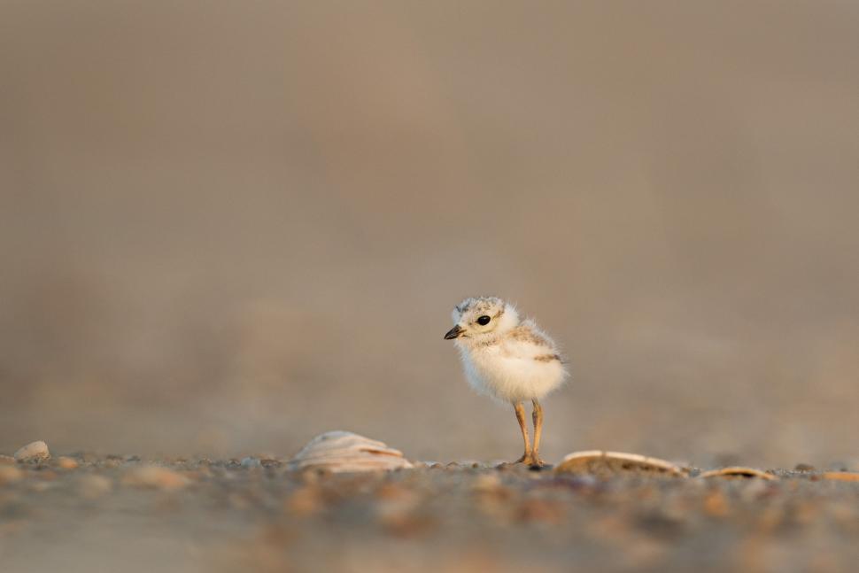 Free Stock Photo of Small chick standing on a sandy ground with a calm ...