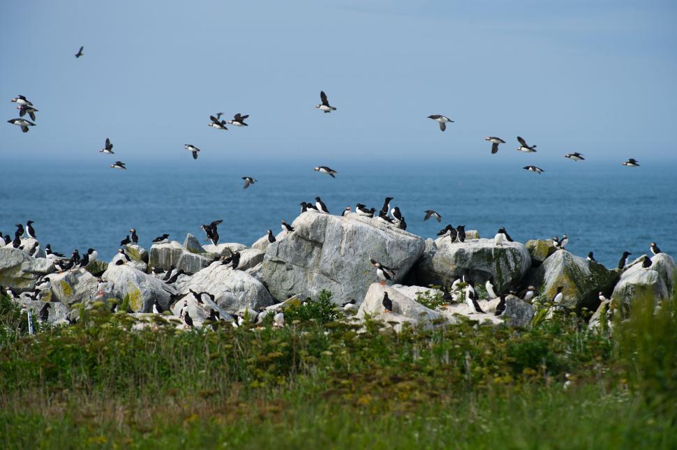 Free Stock Photo of Seabirds flying and resting on rocks by the ocean s ...