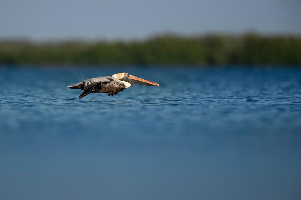 Free Stock Photo of Pelican flying low over blue water with distant ...