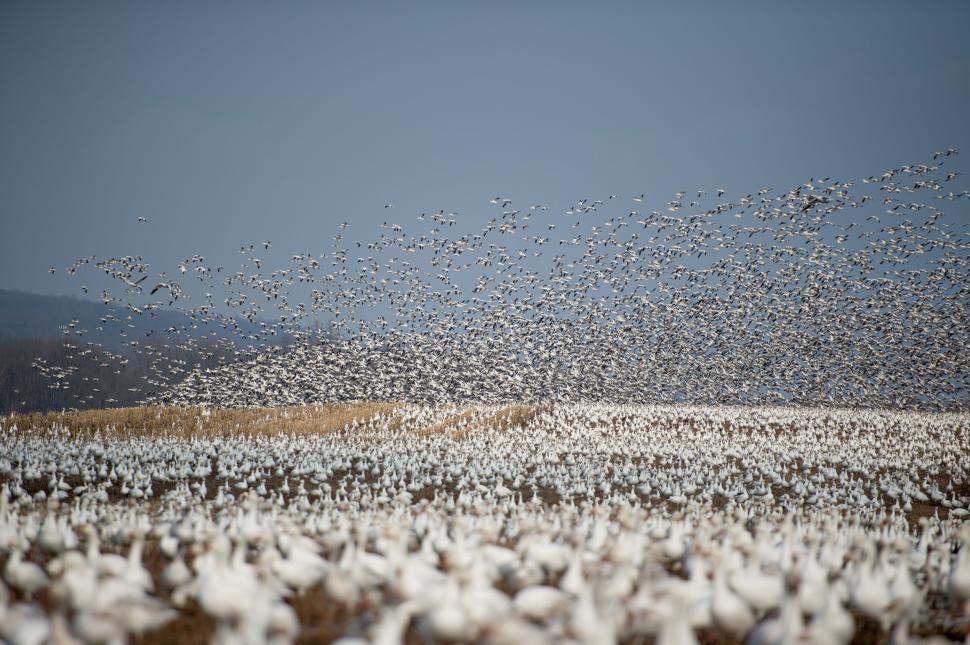 Free Stock Photo of Large flock of birds flying over field under a sky ...