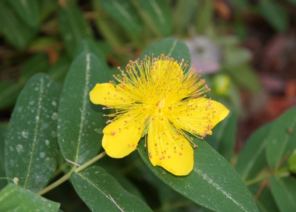 Free Stock Photo of Hypericum calycinum | Download Free Images and Free ...