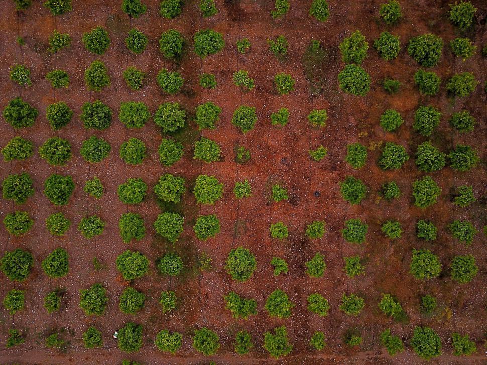 Free Stock Photo of Aerial view of organized rows of small trees on a ...