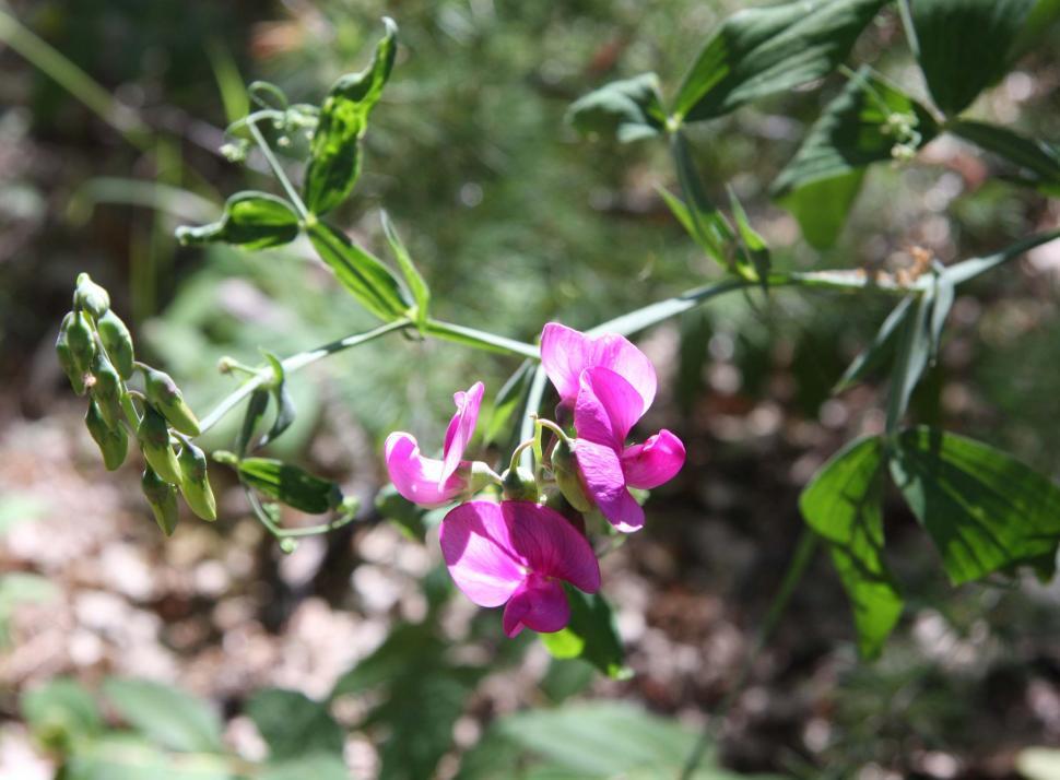 Free Stock Photo of Wild sweetpea | Download Free Images and Free ...