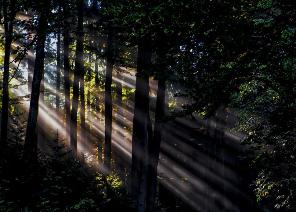Free Stock Photo of Forest with sunlight beams filtering through dense ...