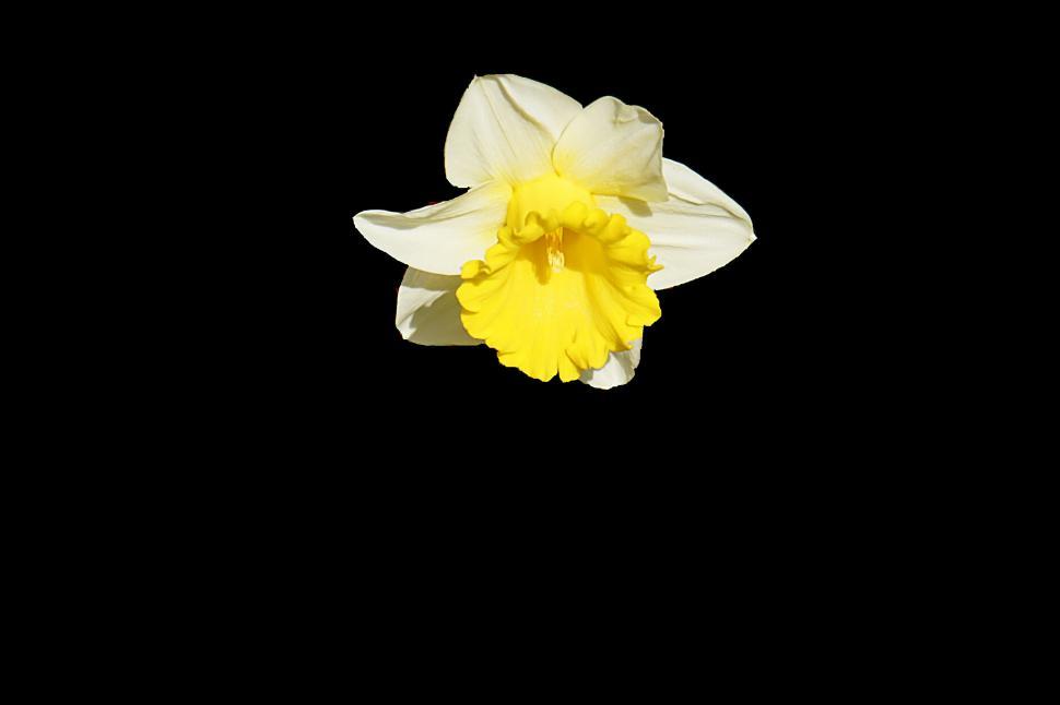 Free Stock Photo of Close-up of daffodil flower isolated on black ...