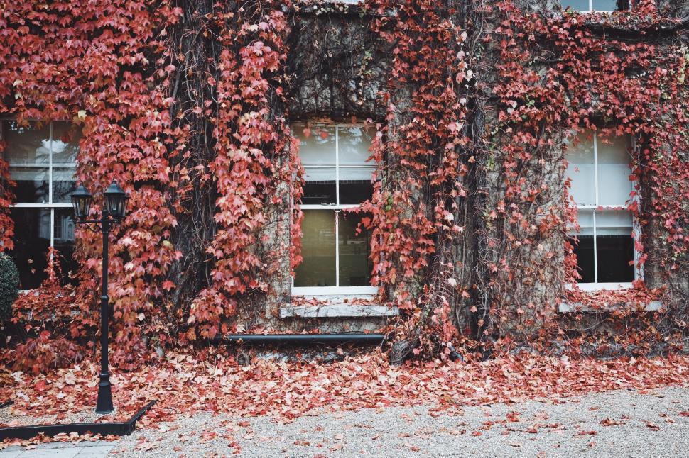 Free Stock Photo of Old building facade covered in red autumn leaves vertically | Download Free ...