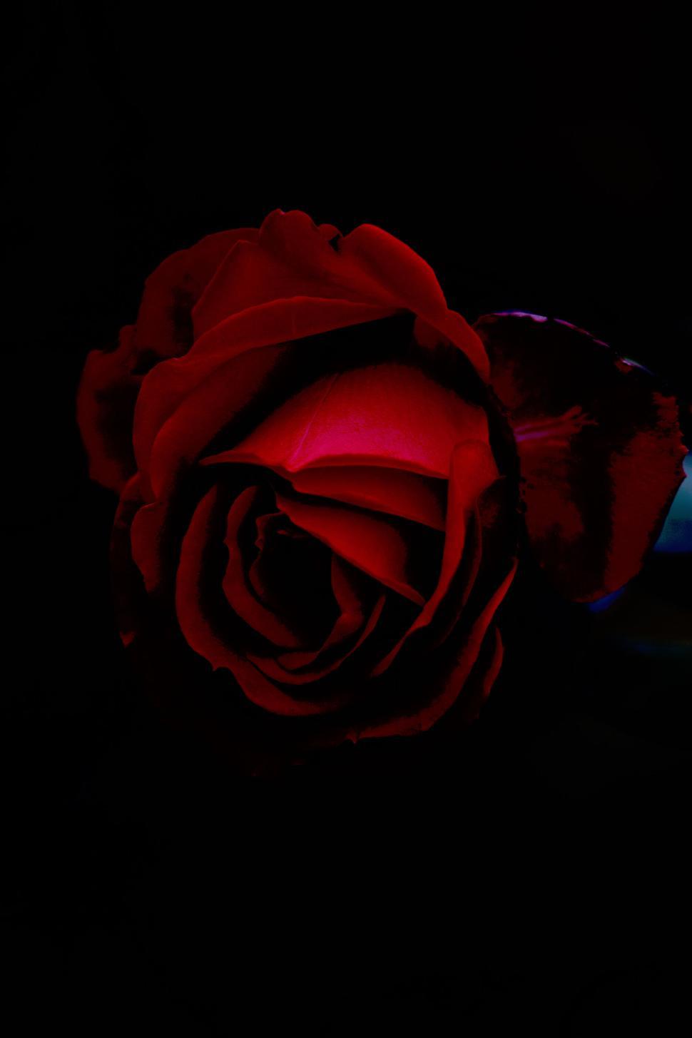 Free Stock Photo of Dark and moody red rose with intricate petal ...