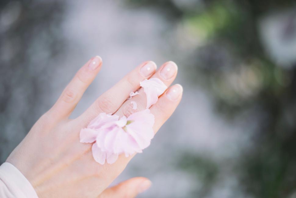 Free Stock Photo of Hand adorned with soft pink petals, close-up view. | Download Free Images ...