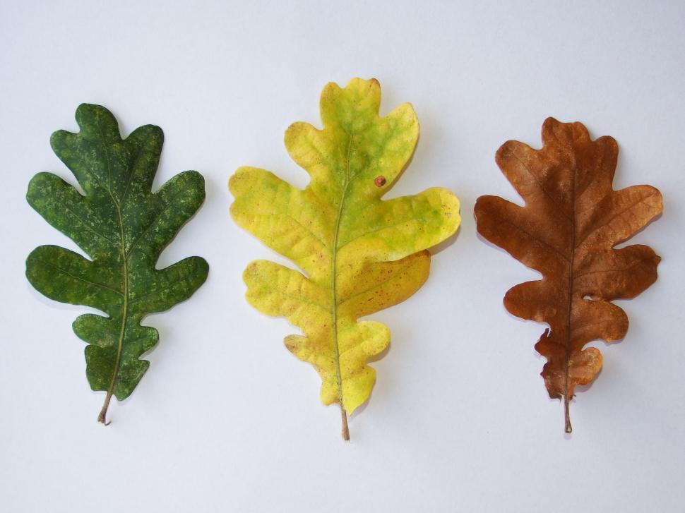 Free Stock Photo of Three oak leaves showcasing different stages of ...
