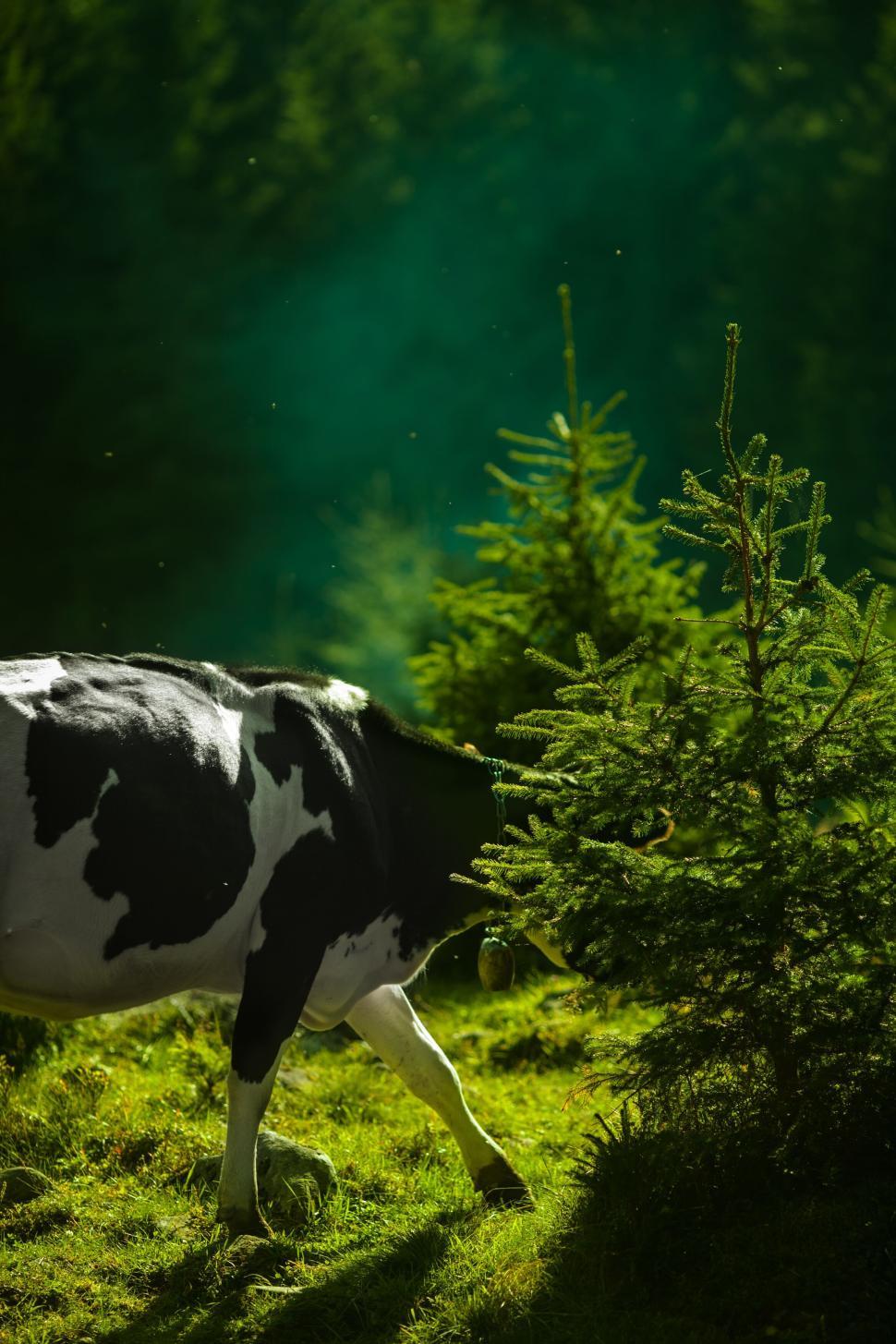 Free Stock Photo of Grazing cow in lush, green forest with dense ...