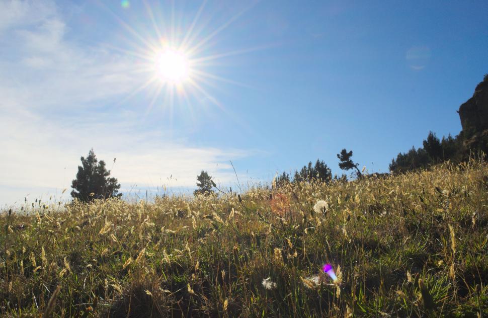 Free Stock Photo of Sunlit field with tall grass and clear blue sky ...