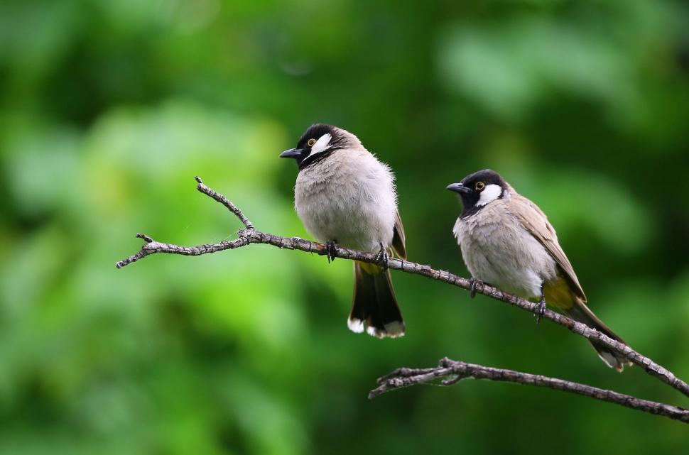 Free Stock Photo of Two small birds sitting on a branch against green ...