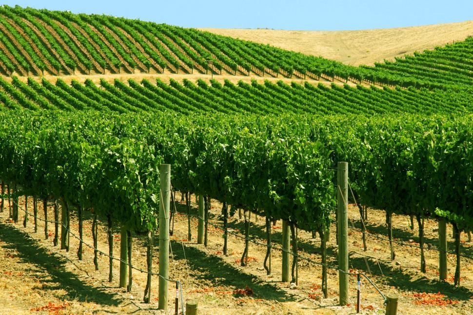 Free Stock Photo of Vineyards in early season | Download Free Images ...