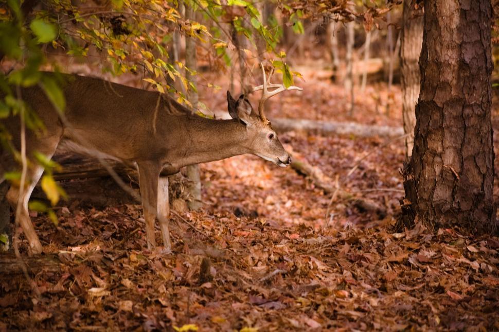 Free Stock Photo of Deer feeding on autumn leaves in a woodland setting ...