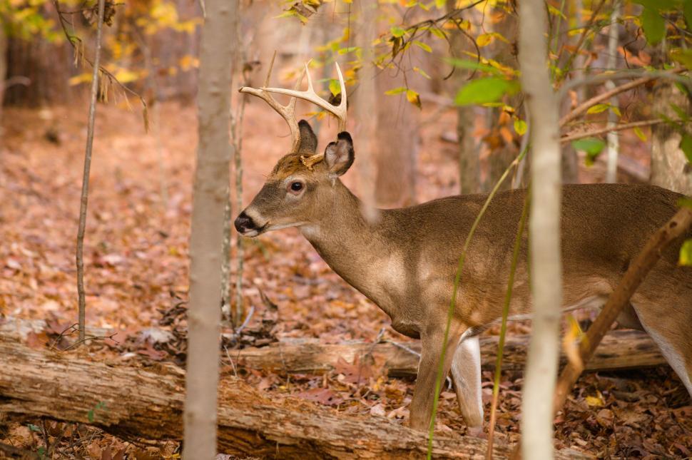 Free Stock Photo of Deer standing in the forest with fallen autumn ...