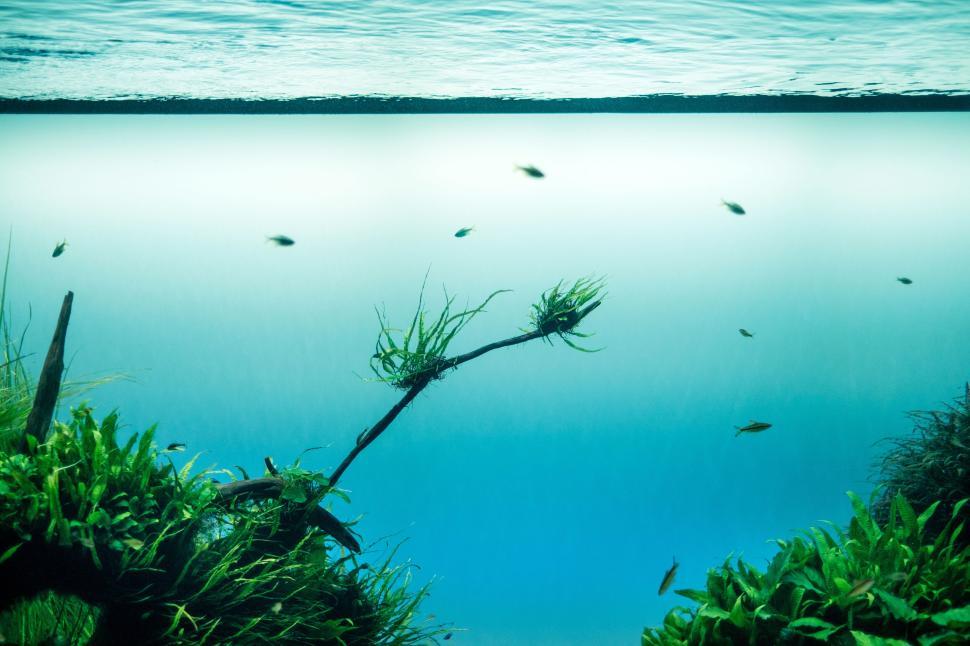 Free Stock Photo of Expansive aquatic view with greenery and small fish ...