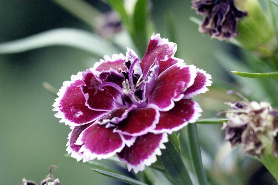 Free Stock Photo of Flower close-up | Download Free Images and Free ...