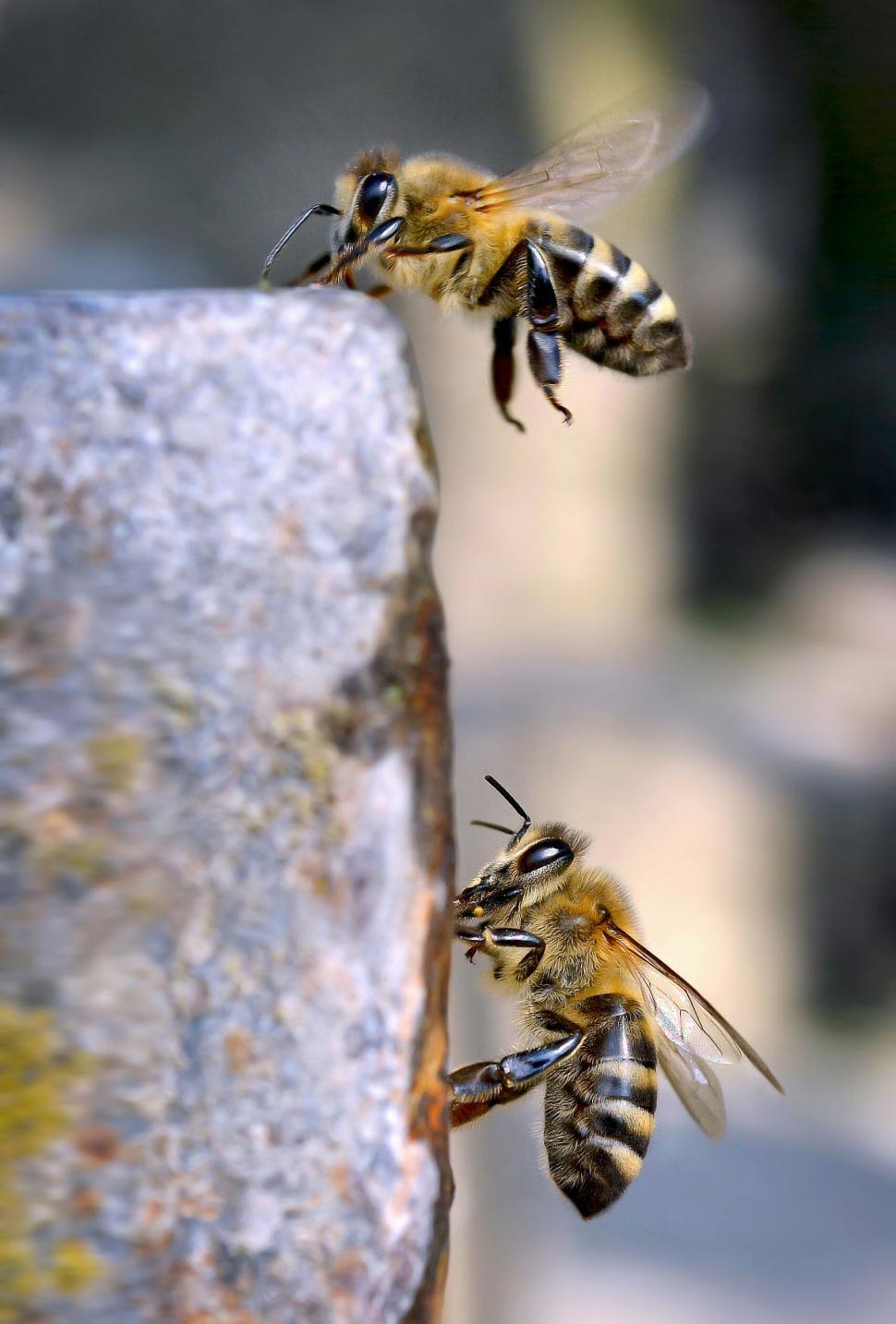 Free Stock Photo of Two bees climbing and interacting on a stone ...