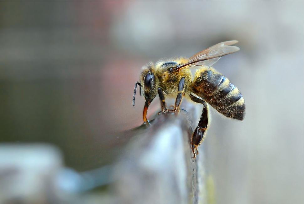 Free Stock Photo of Single bee perched on the edge of a ledge drinking ...
