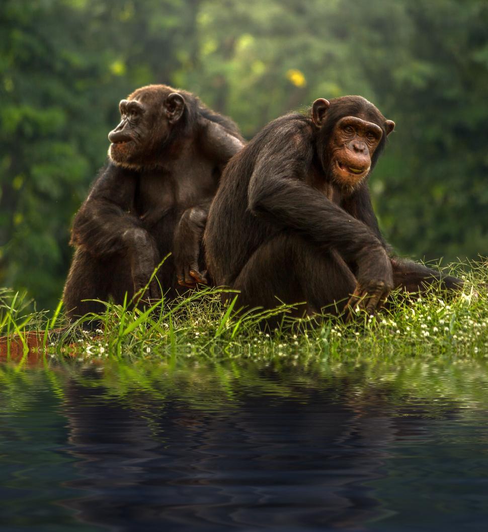 Free Stock Photo of Pair of primates sitting on grass near a reflective ...