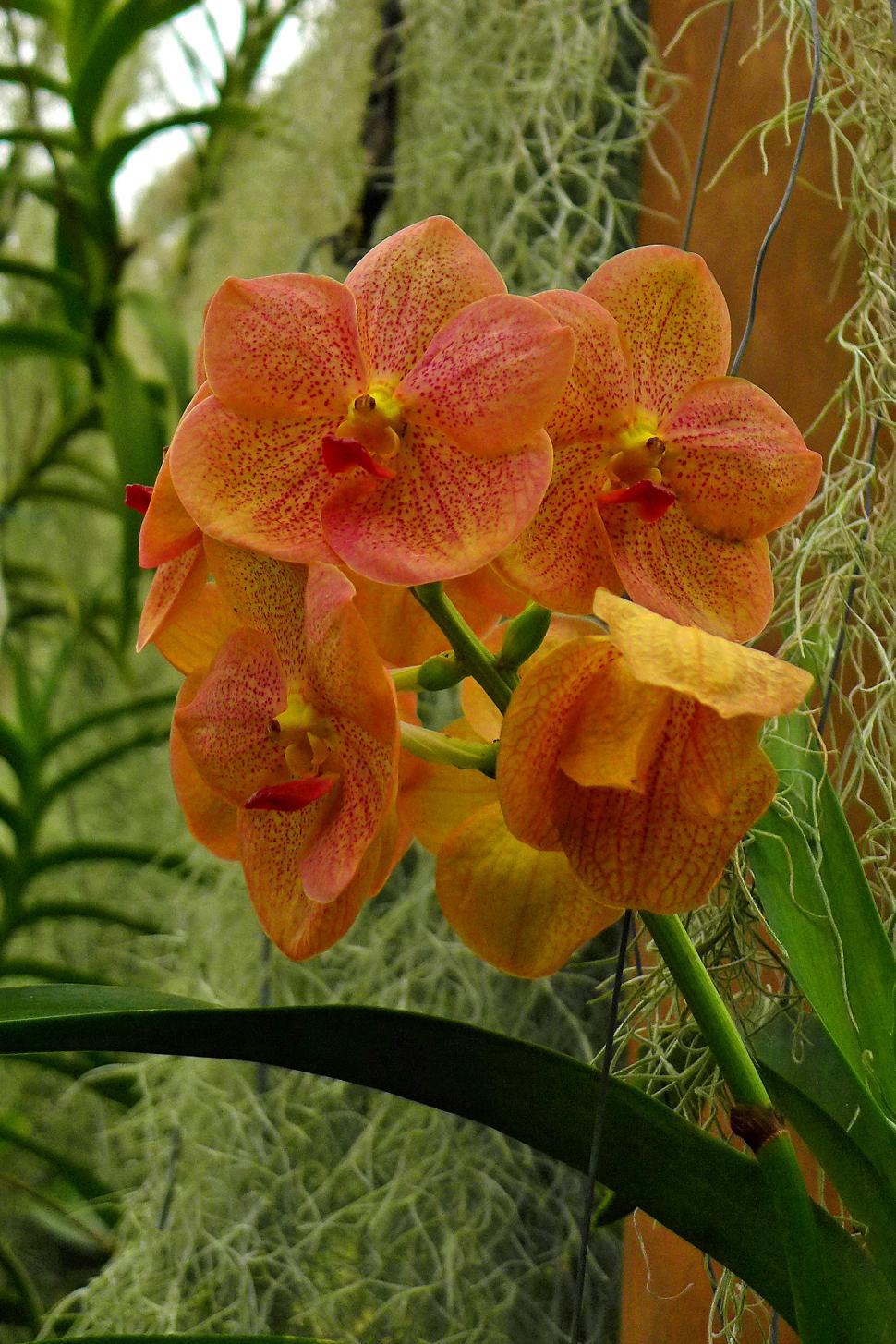 Free Stock Photo of Orange Vanda Orchid Flowers | Download Free Images ...
