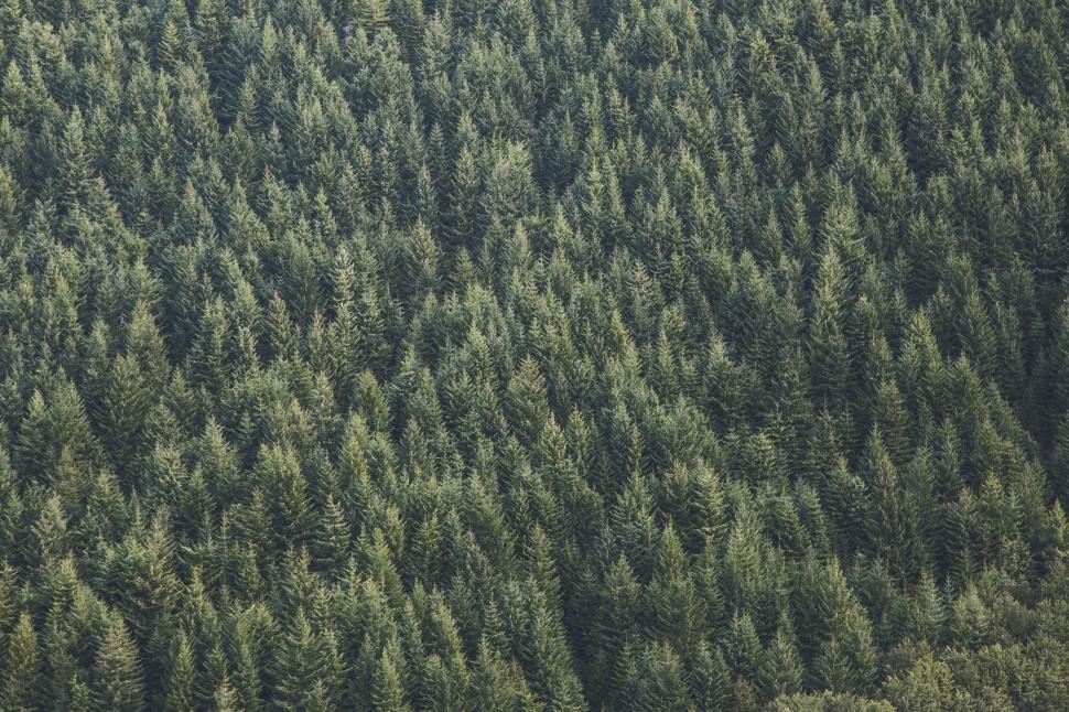Free Stock Photo of Dense evergreen forest, top view, lush green canopy ...