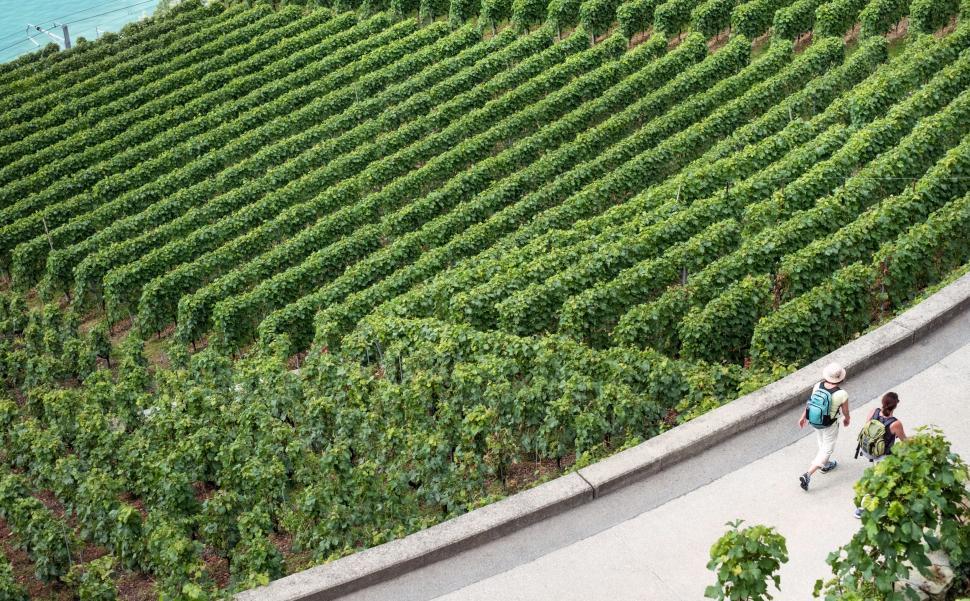 Free Stock Photo of Vineyard pathway with lush green rows and walkers ...