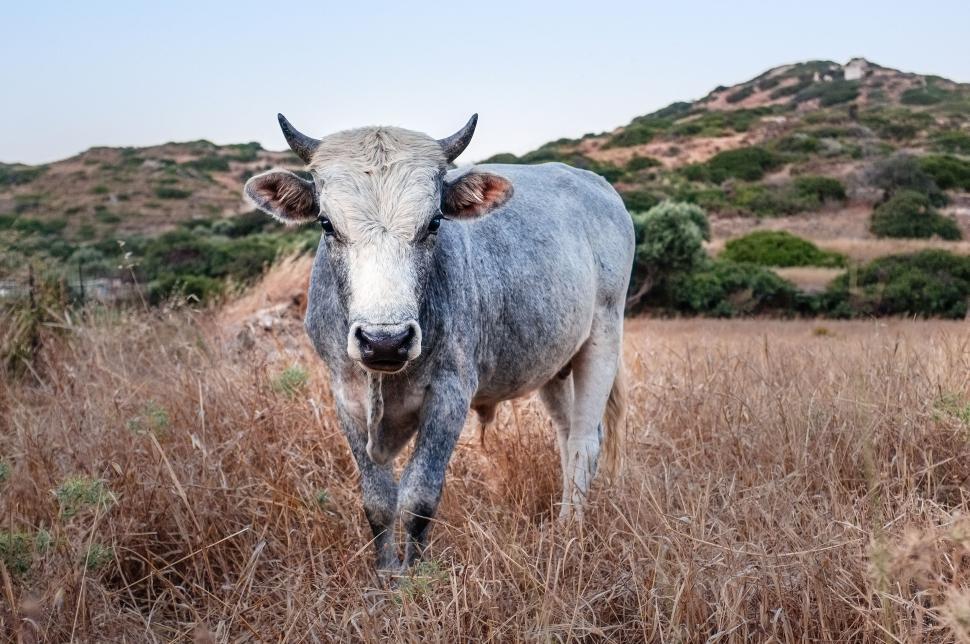 Free Stock Photo of Close-up of a bull standing in a field with scenic ...