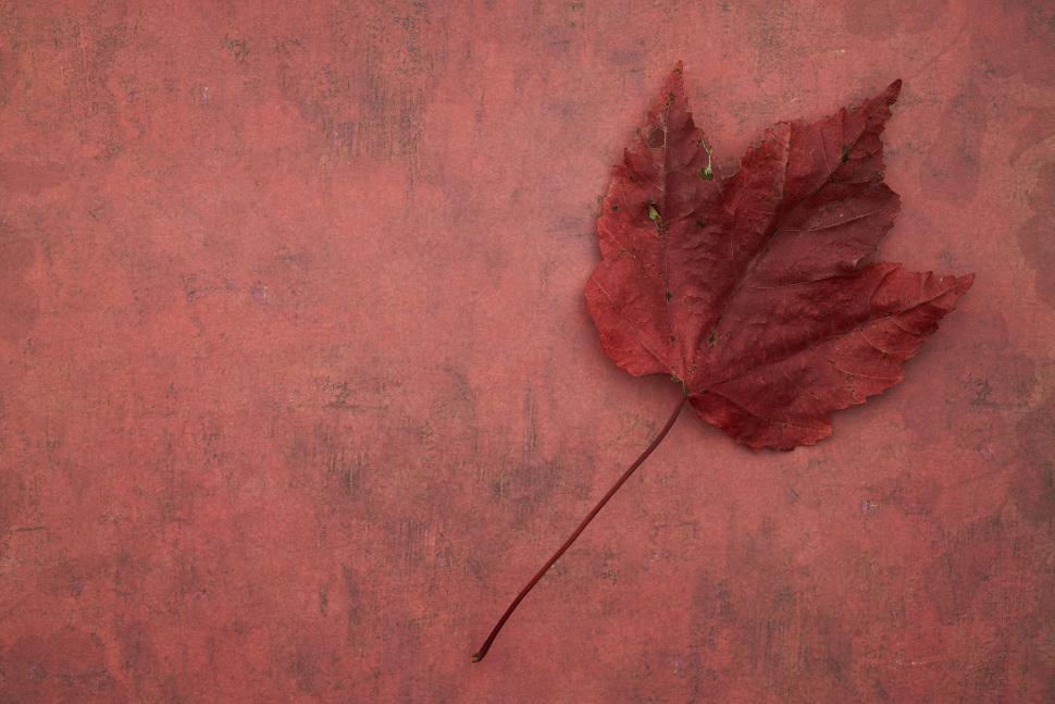 Free Stock Photo of Single red autumn leaf on a textured red background ...