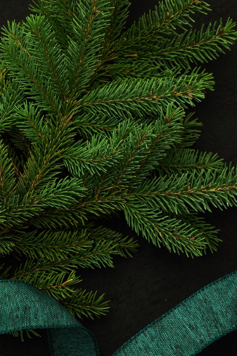 Free Stock Photo of Evergreen branches with teal ribbon on black ...