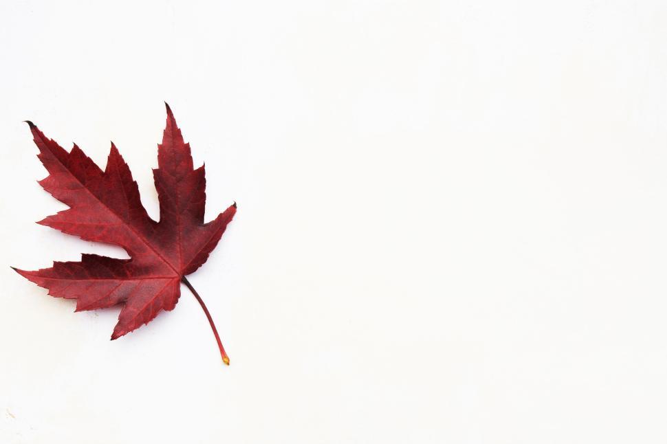 Free Stock Photo of Single red maple leaf on clean white background ...