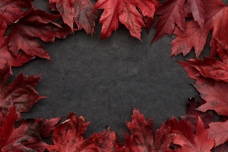 Free Stock Photo of Red maple leaves surrounding dark center autumn ...