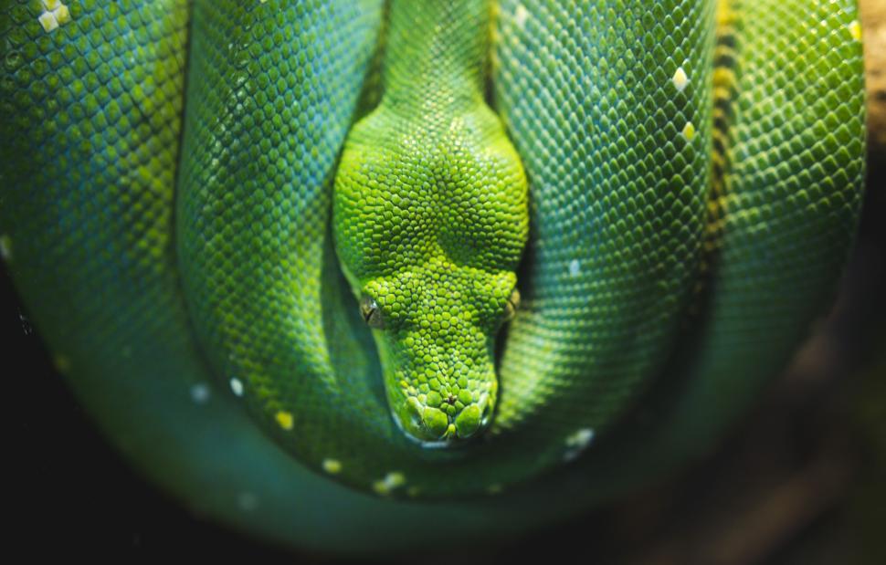 Free Stock Photo of Vibrant green snake coiled up in a relaxed position ...