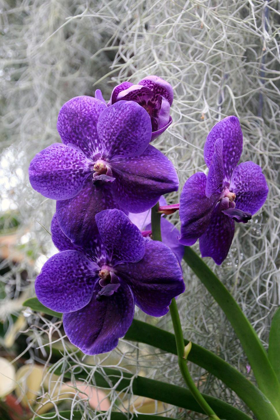 Free Stock Photo of Vanda Orchid With Blue Flowers | Download Free ...