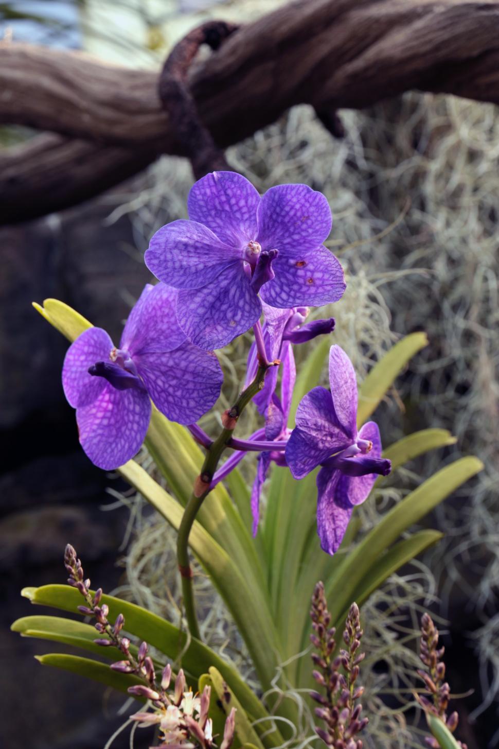 Free Stock Photo of Vanda Orchid With Blue Flowers | Download Free ...