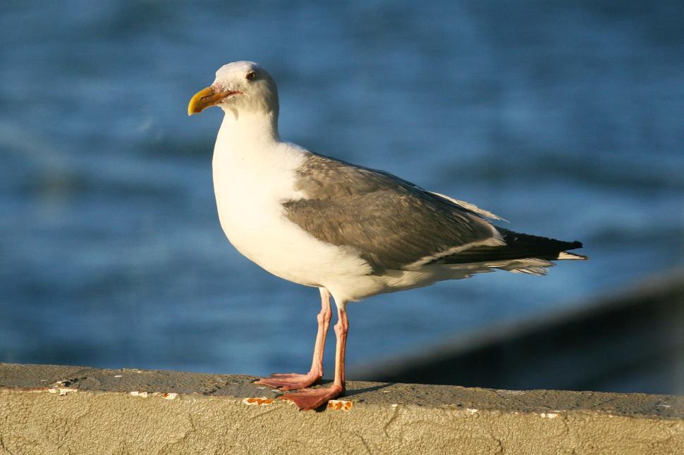 Free Stock Photo of Great, another seagull | Download Free Images and ...