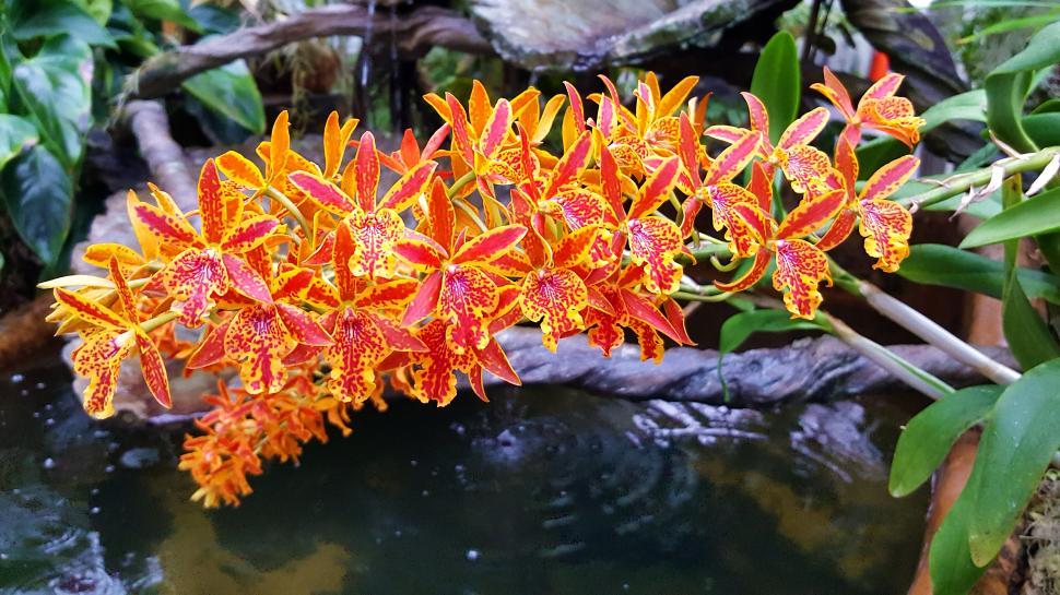 Free Stock Photo of Renanthera Monachica Orchid | Download Free Images ...