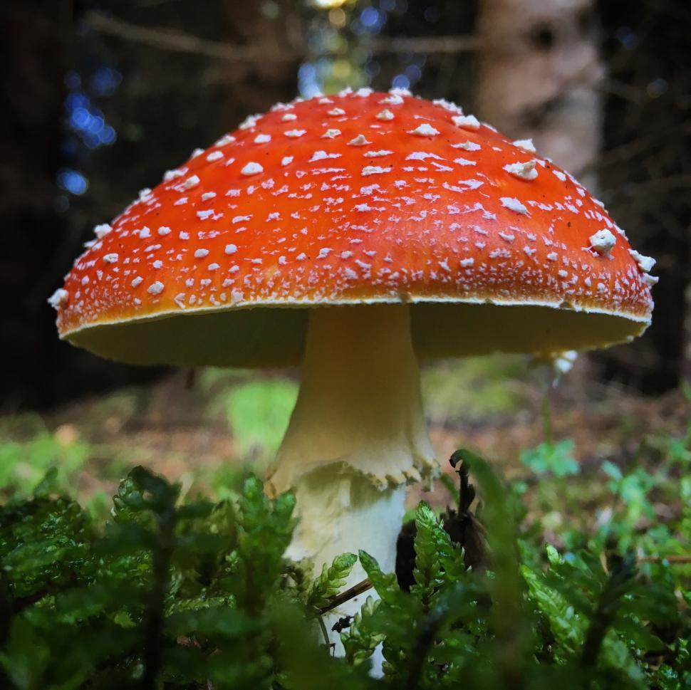 Free Stock Photo of Close-up of red toadstool mushroom on forest floor ...