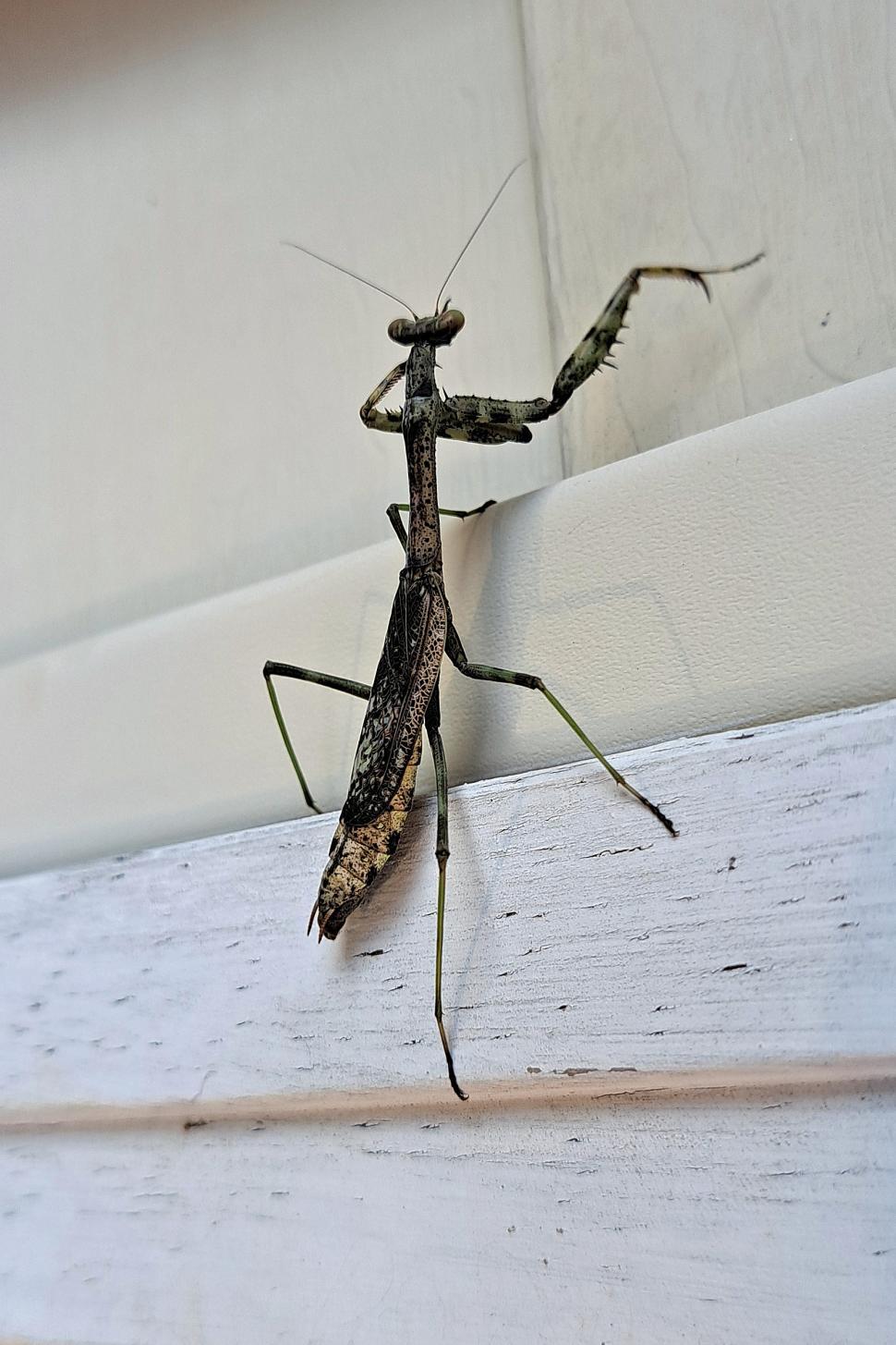 Free Stock Photo of Carolina Mantis | Download Free Images and Free ...