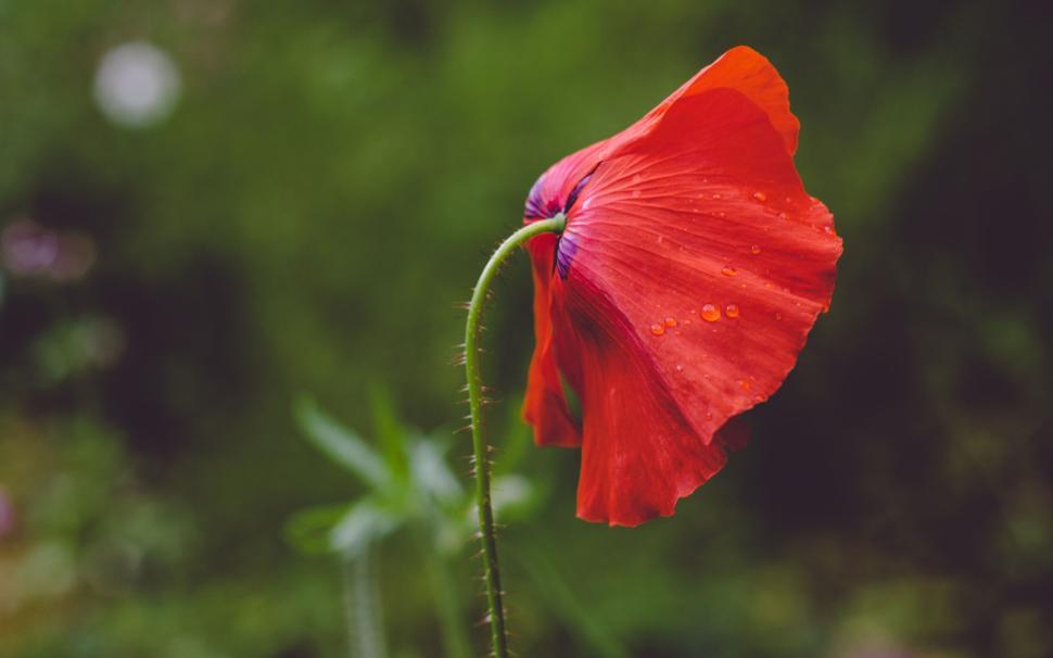 Free Stock Photo of Single red poppy flower standing tall in green ...