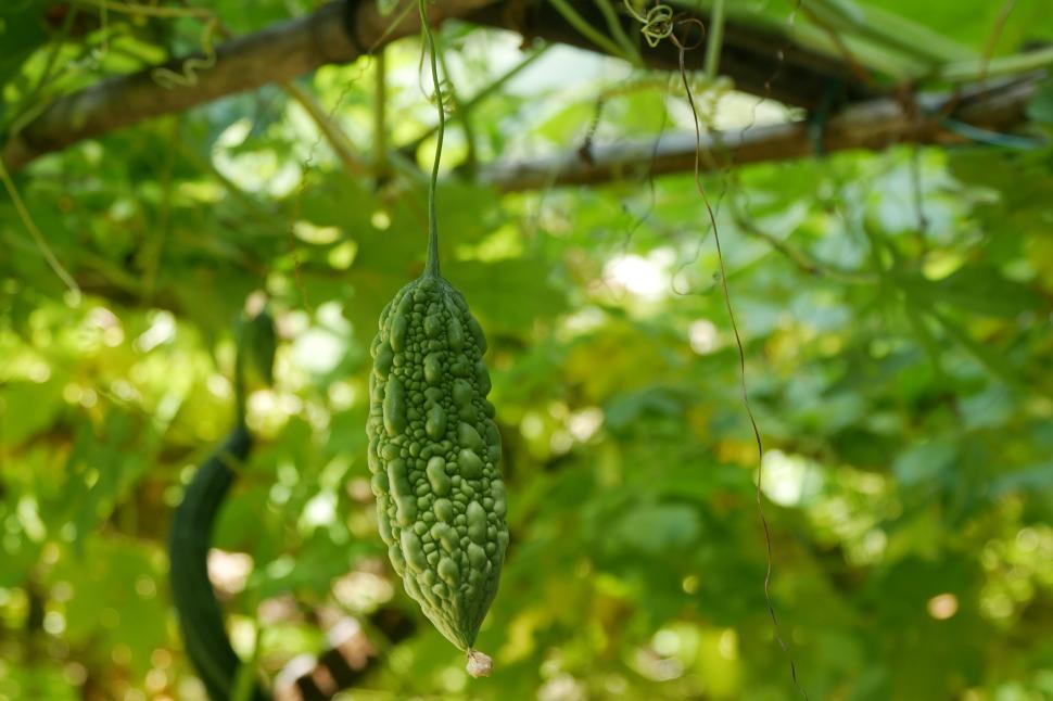 Free Stock Photo of Home Grown Indian Bitter Melon | Download Free ...
