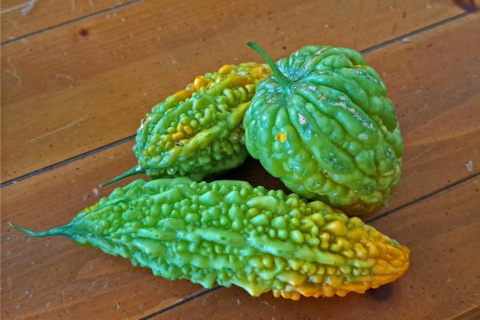 Free Stock Photo of Home Grown Indian Bitter Melon | Download Free ...