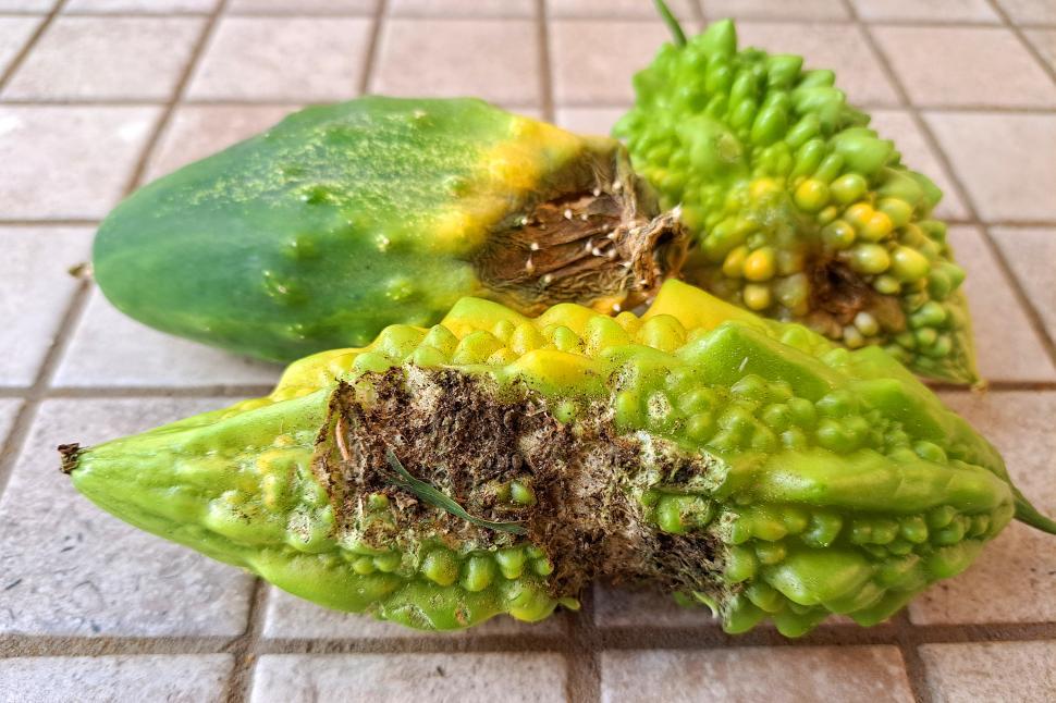 Free Stock Photo of Rotting Bitter Melon | Download Free Images and ...