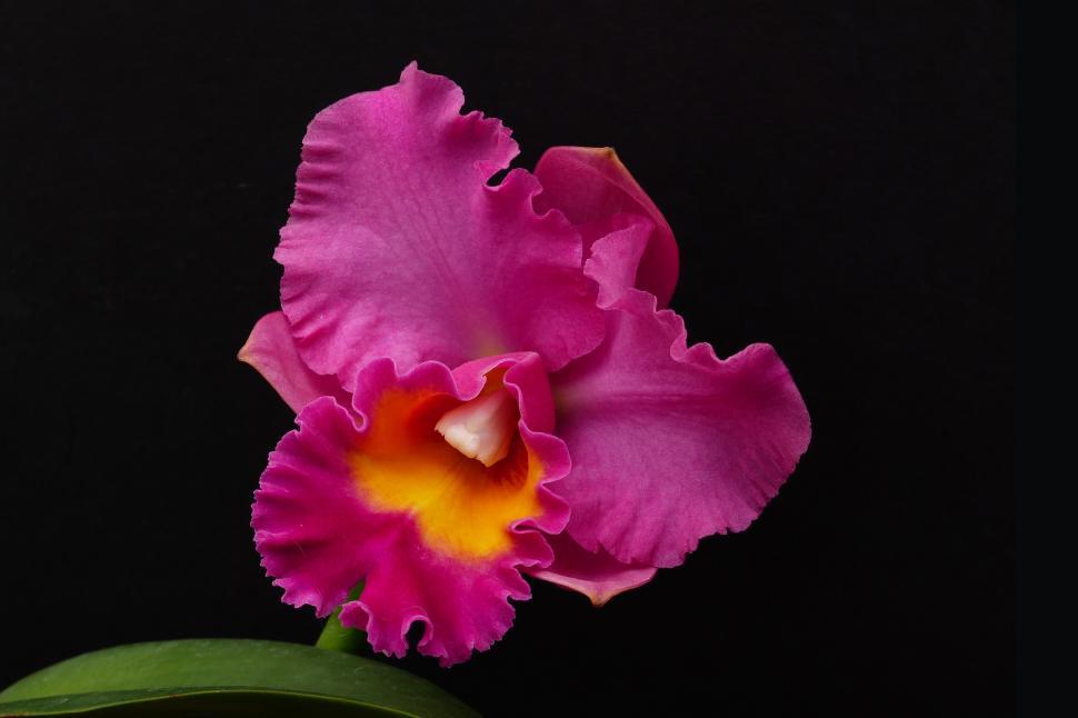 Free Stock Photo of Pink Orchid Cattleya Hybrid Bloom | Download Free ...