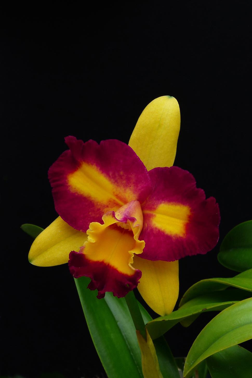 Free Stock Photo of Yellow Red Flower Cattleya Orchid Bloom | Download ...