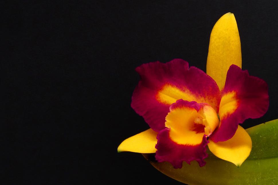 Free Stock Photo of Cattleya Orchid Flower | Download Free Images and ...